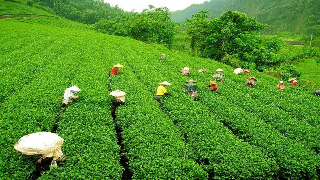 Top 10 Tea Plantations in India: A Guide to the Best Tea Estates ...