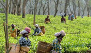 Top 10 Tea Plantations in India: A Guide to the Best Tea Estates ...