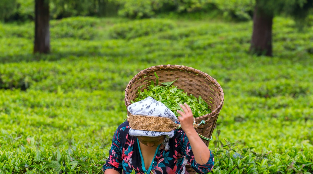 Top 10 Tea Plantations in India: A Guide to the Best Tea Estates ...