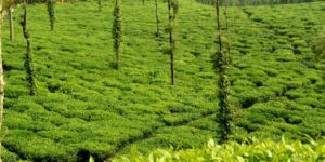 Top 10 Tea Plantations in India: A Guide to the Best Tea Estates ...